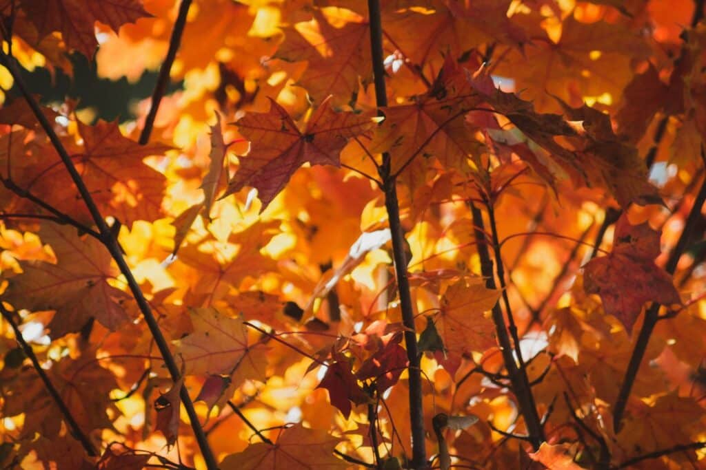 Our Top Spots to Photograph the Amazing Fall Colours